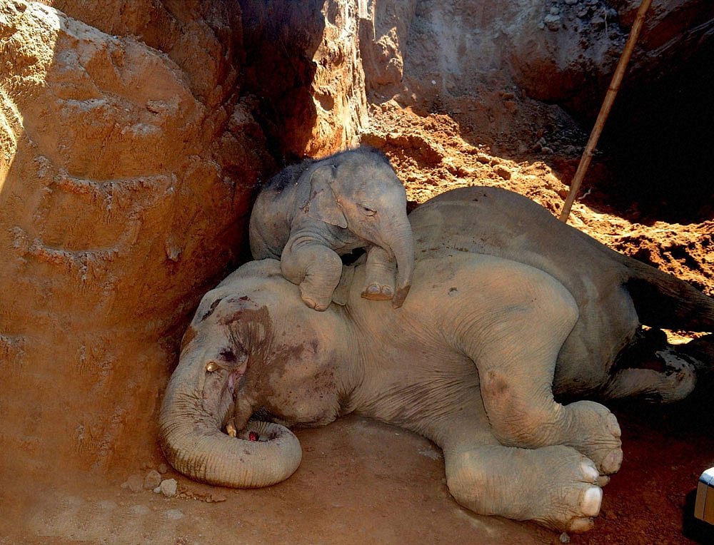 Fallen wild elephant dies at construction site