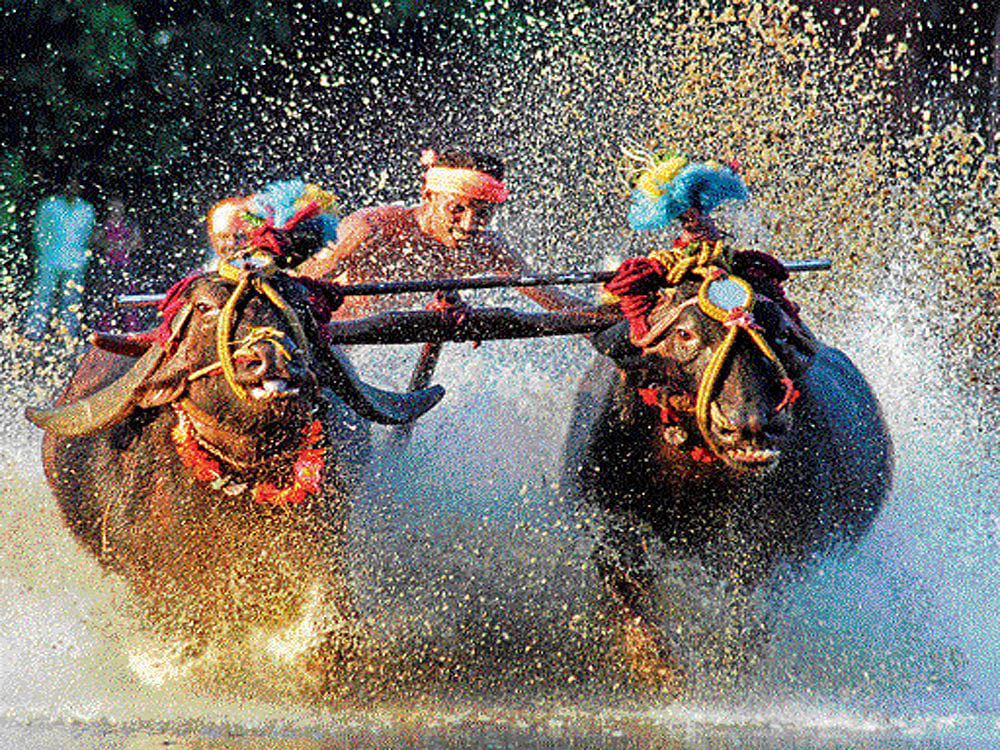 Kambala: a sport and a tradition