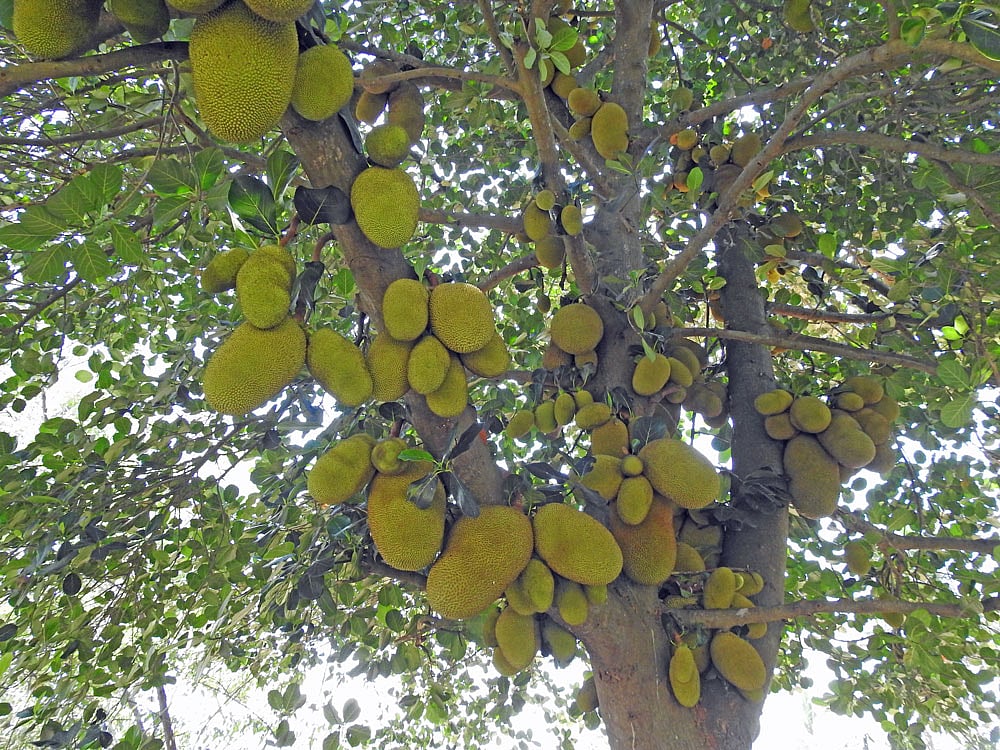 Big fruit, bigger prospects