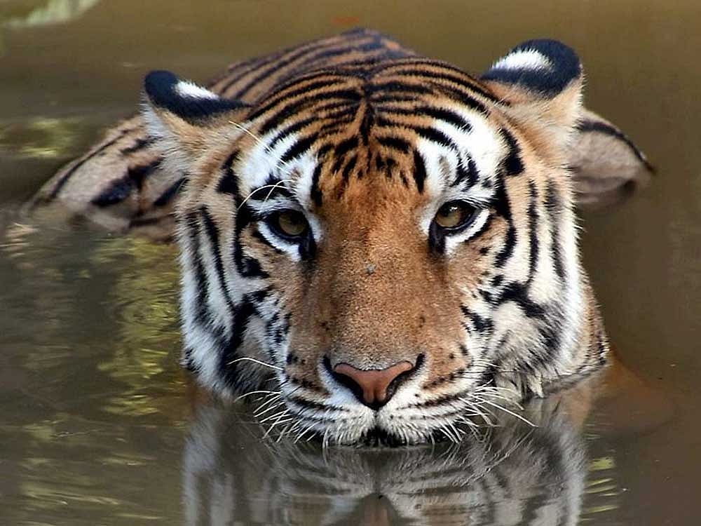 Poaching continues to be a major threat: WWF