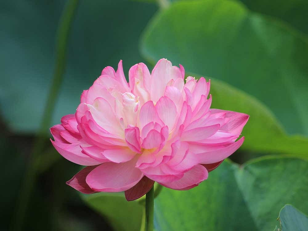 RTI query reveals, Lotus is not India's national flower