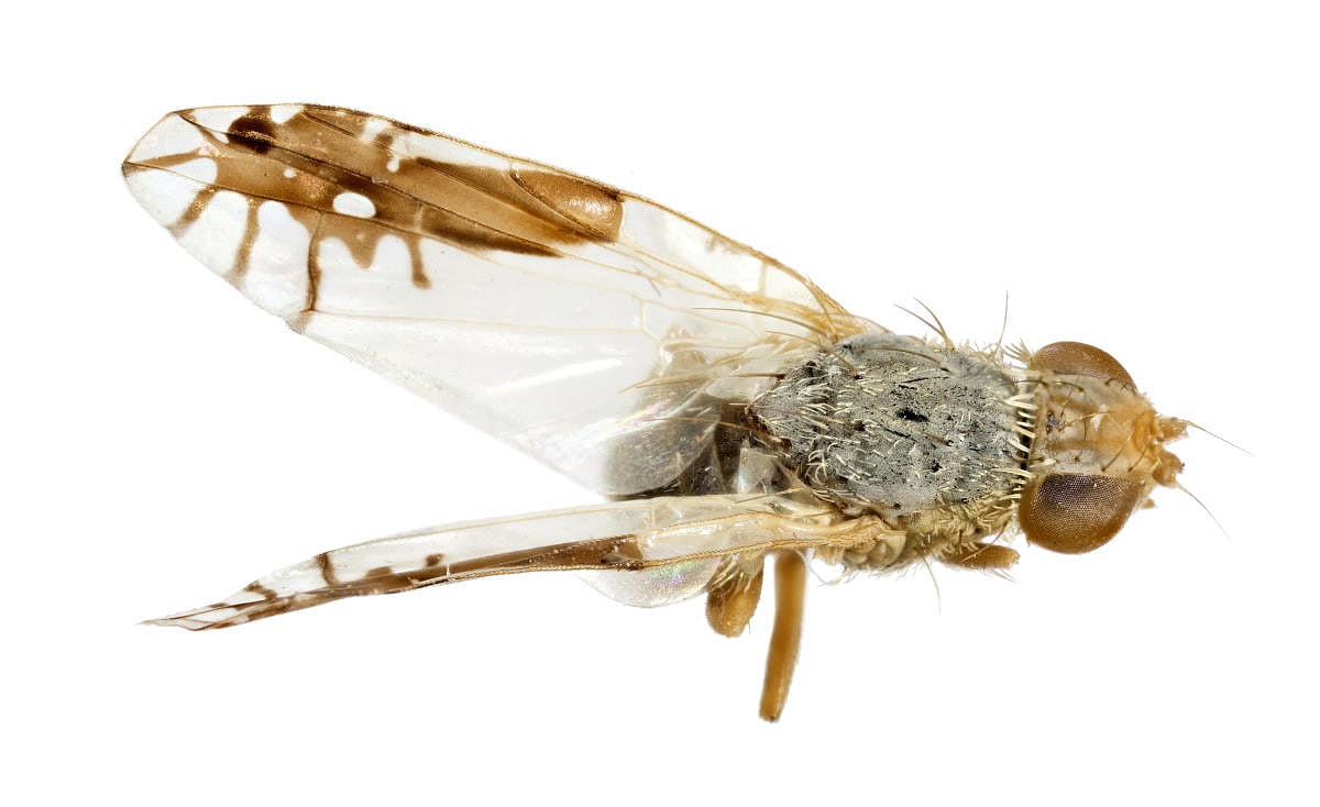 The flies can't all be bad