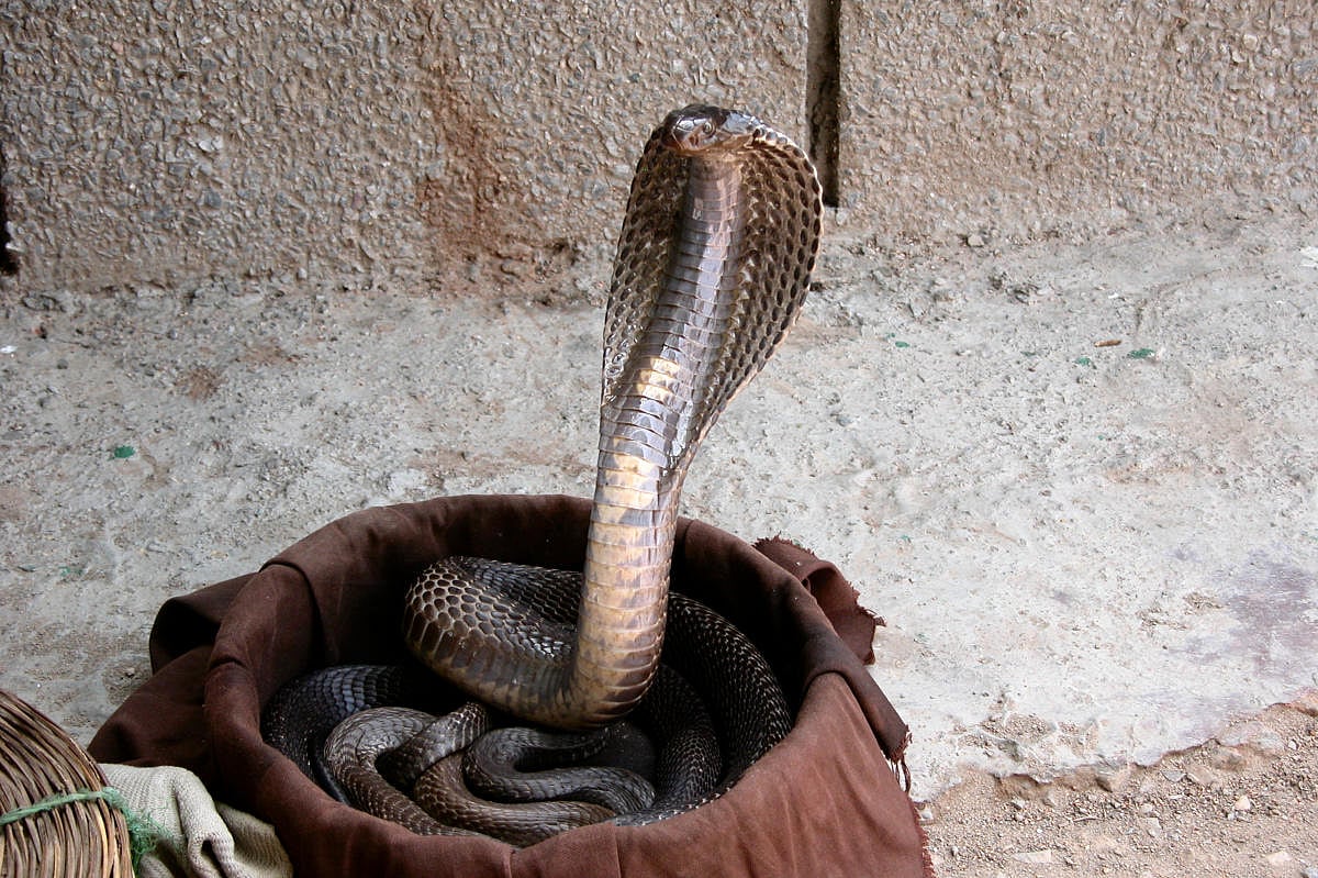 Poaching puts snakes at risk