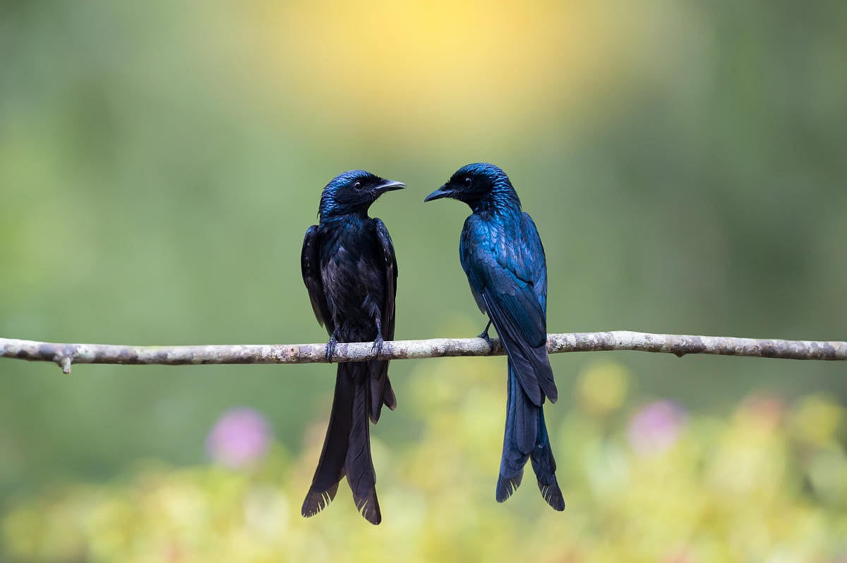 Friends without borders...