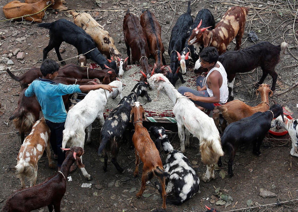 Ensure no slaughter of animals in public: HC to WB govt