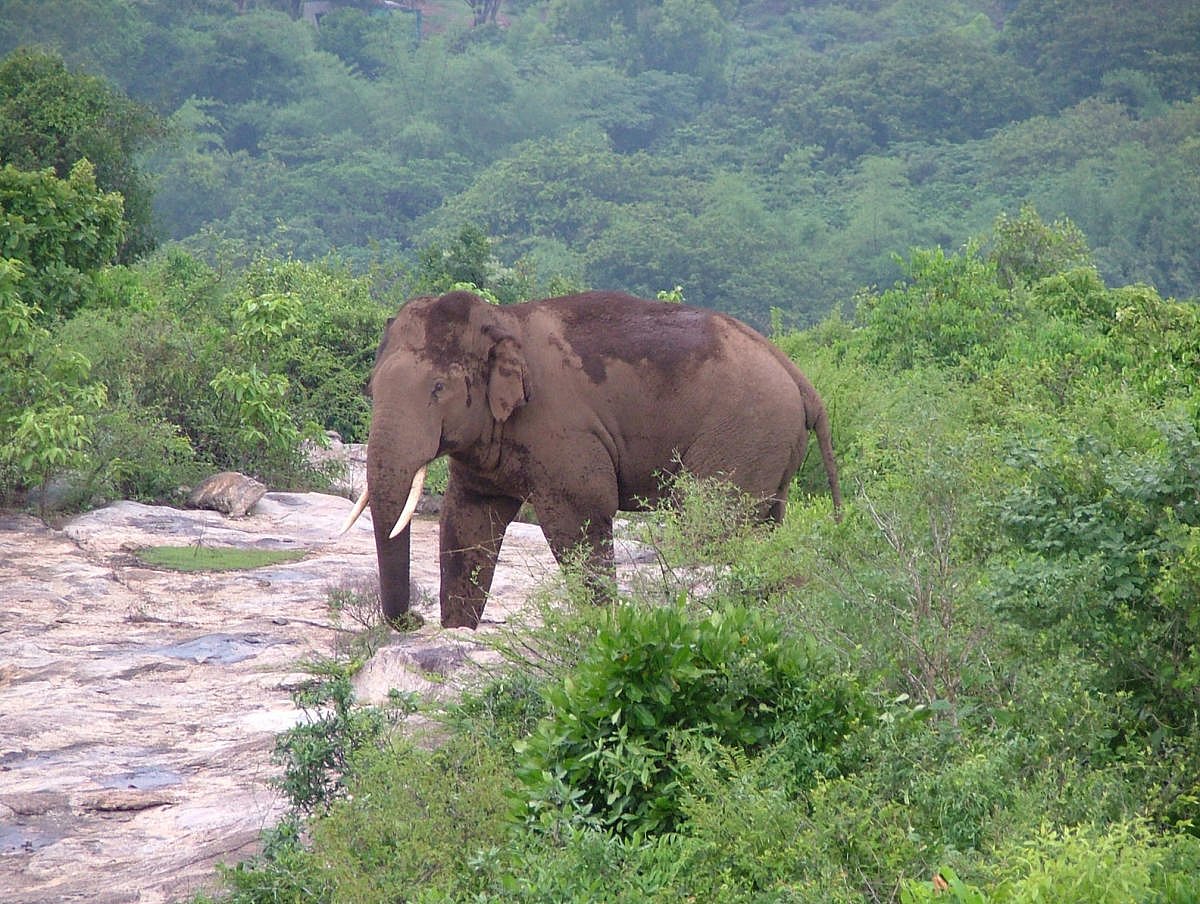 Ranga and his gang of eight tuskers were loved by all