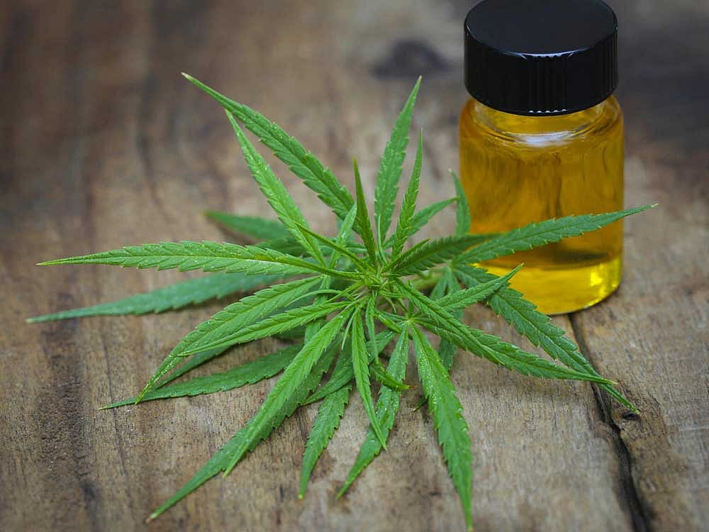 Indian trial on hemp-derived medicine in 6 months