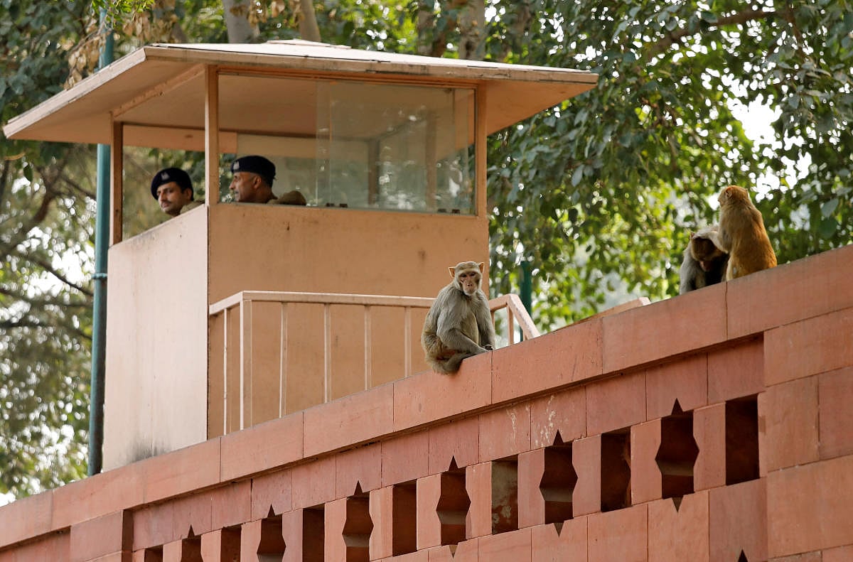 Monkeys run amok in India's corridors of power