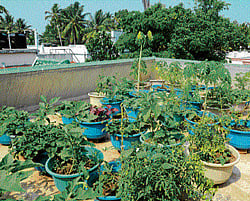 Terrace farming catching up