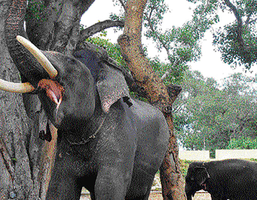 Howdah elephant in heat, a headache for handlers