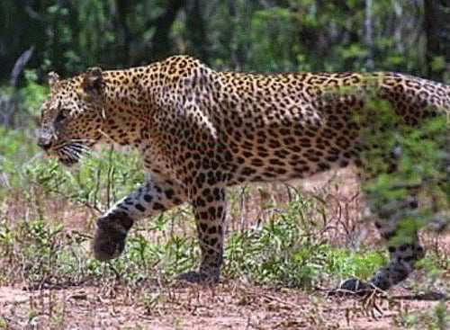After four days, leopard leaves IIT Bombay