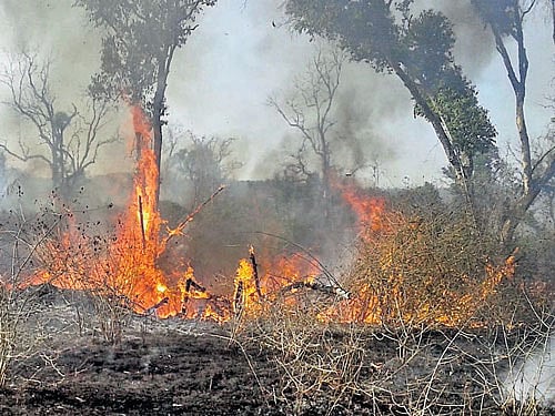 Fire destroys 200 acres of forest in Bandipur