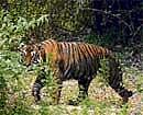Task force to protect Bandipur tigers