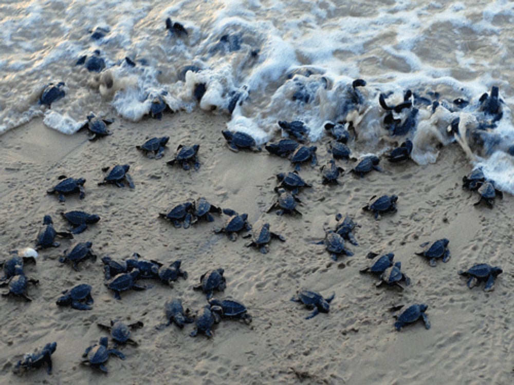 Baby sea turtles are born genderless: study