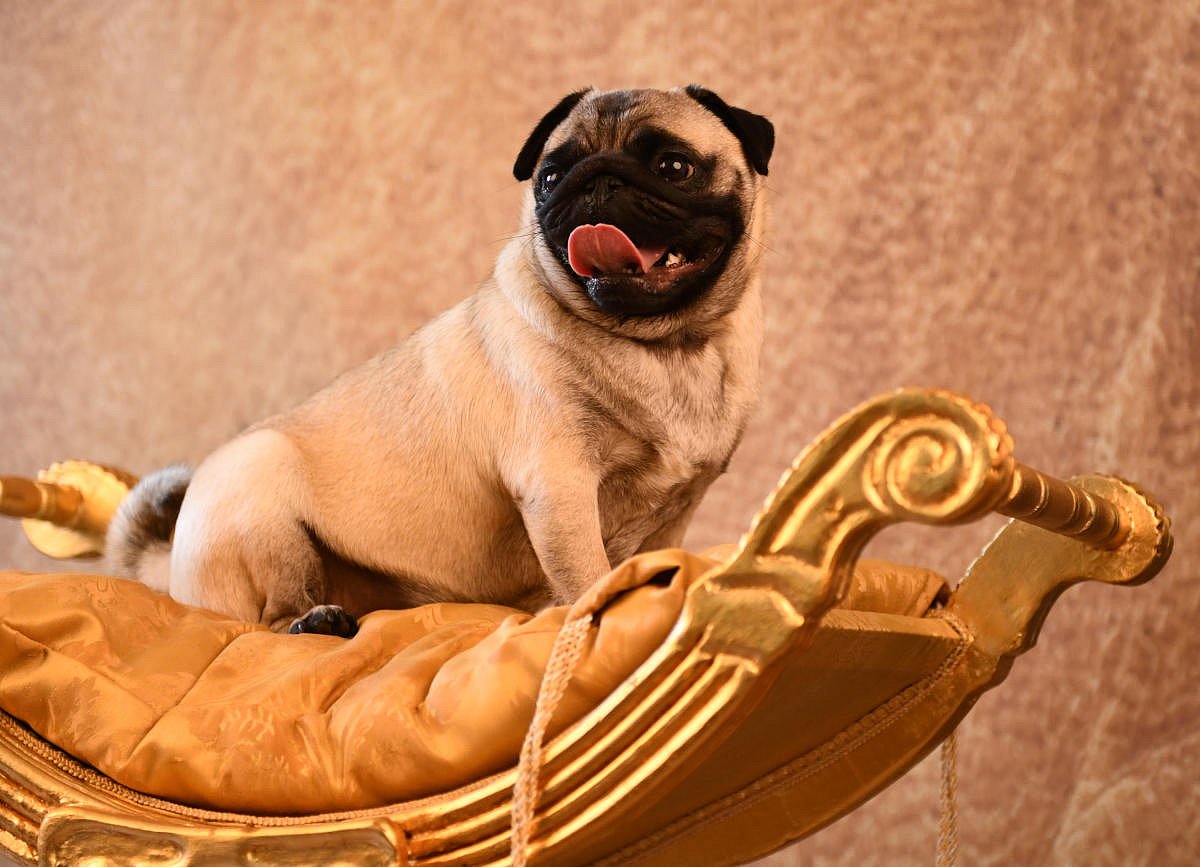 Breeding for traits altered dogs’ brains: Study