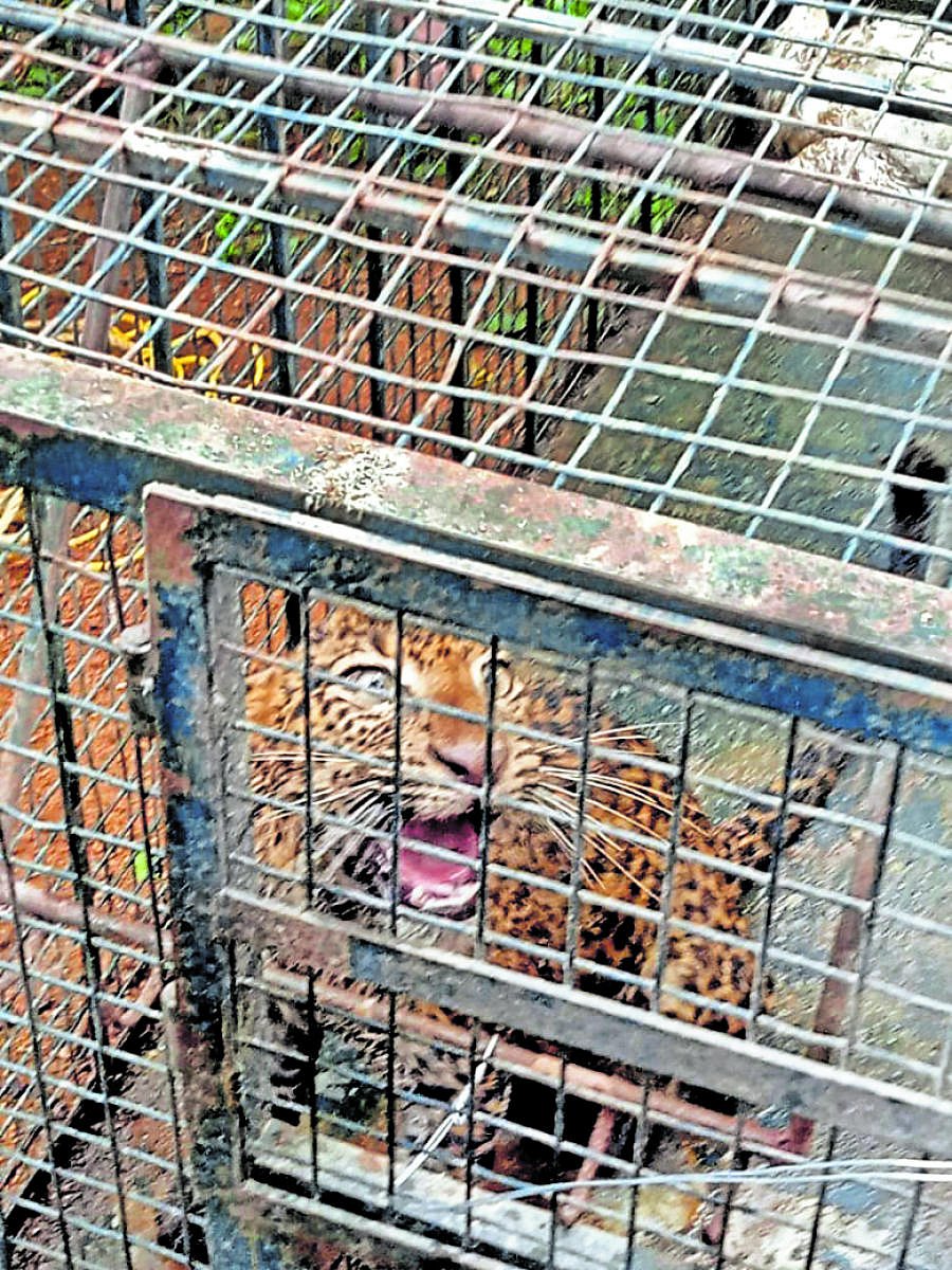 Leopard rescued from well