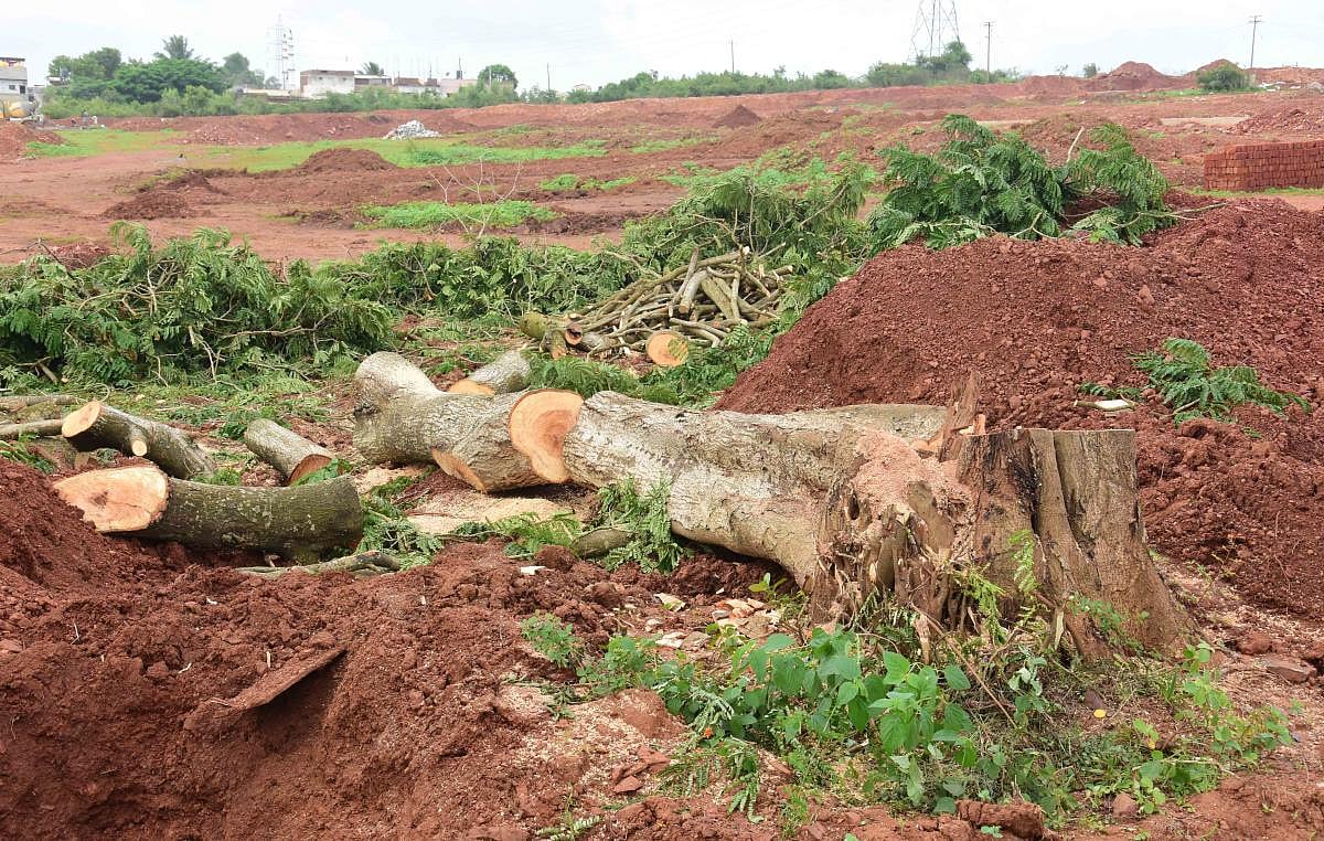 Goa: 50K trees might be cut for proposed infra projects