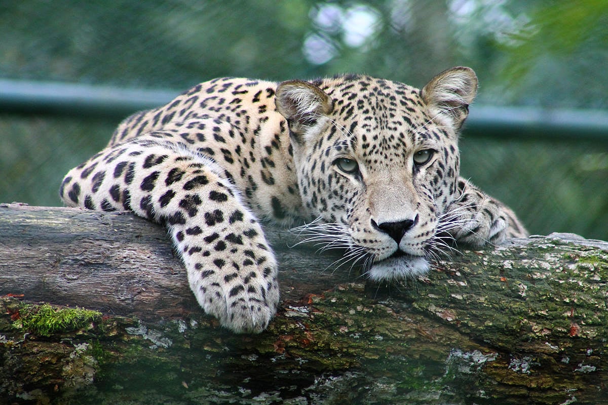 Hunt for leopard after 2 deaths reported in three days