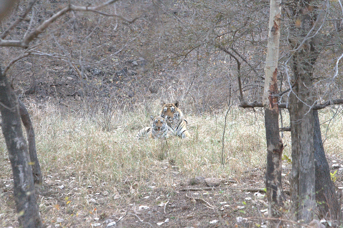 Tiger T- 25 famous for raising two orphan cubs dies in territorial fight