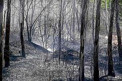 Fire at Nagarhole forest