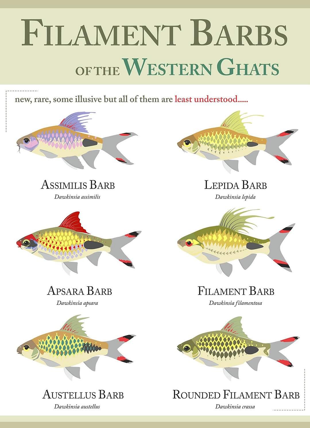 Three dazzling new species of filament barb discovered in Western Ghats