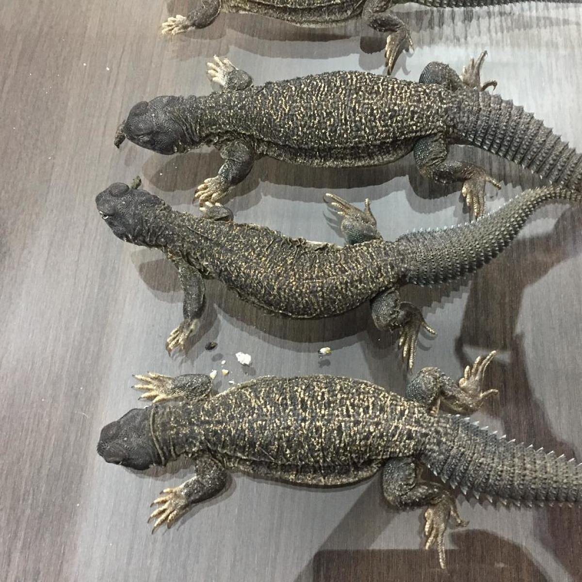Cops bust gang that sells wild lizard blood as Viagra