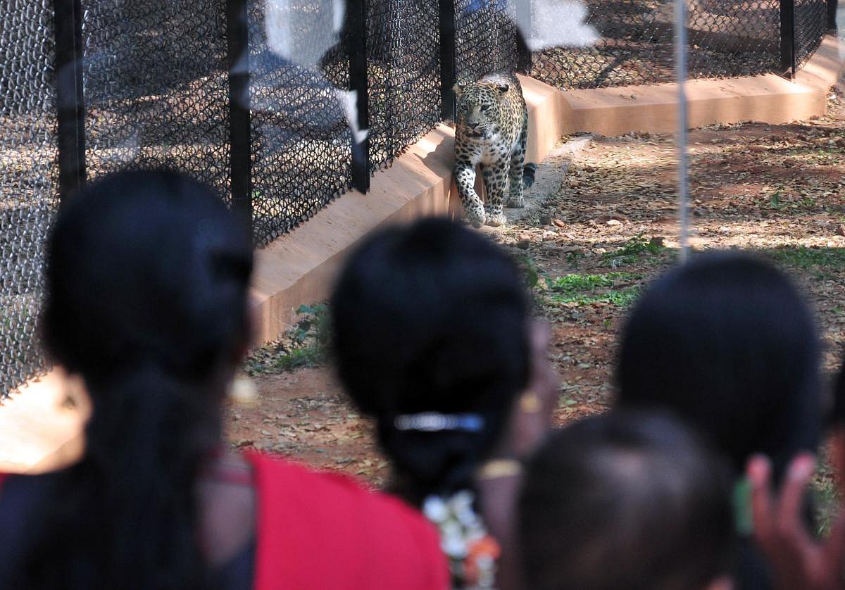 Mysuru Zoo ready to receive visitors, with guidelines