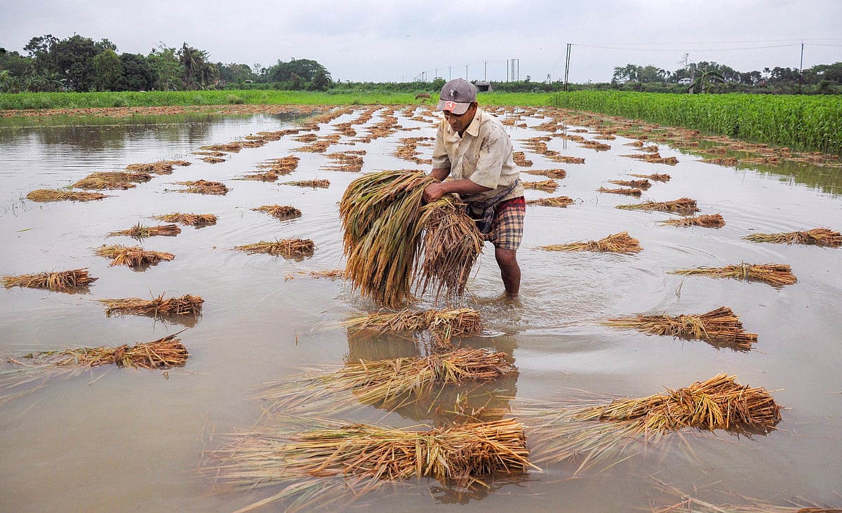 Amphan damages nearly 3 lakh hectares of farmland in Bengal