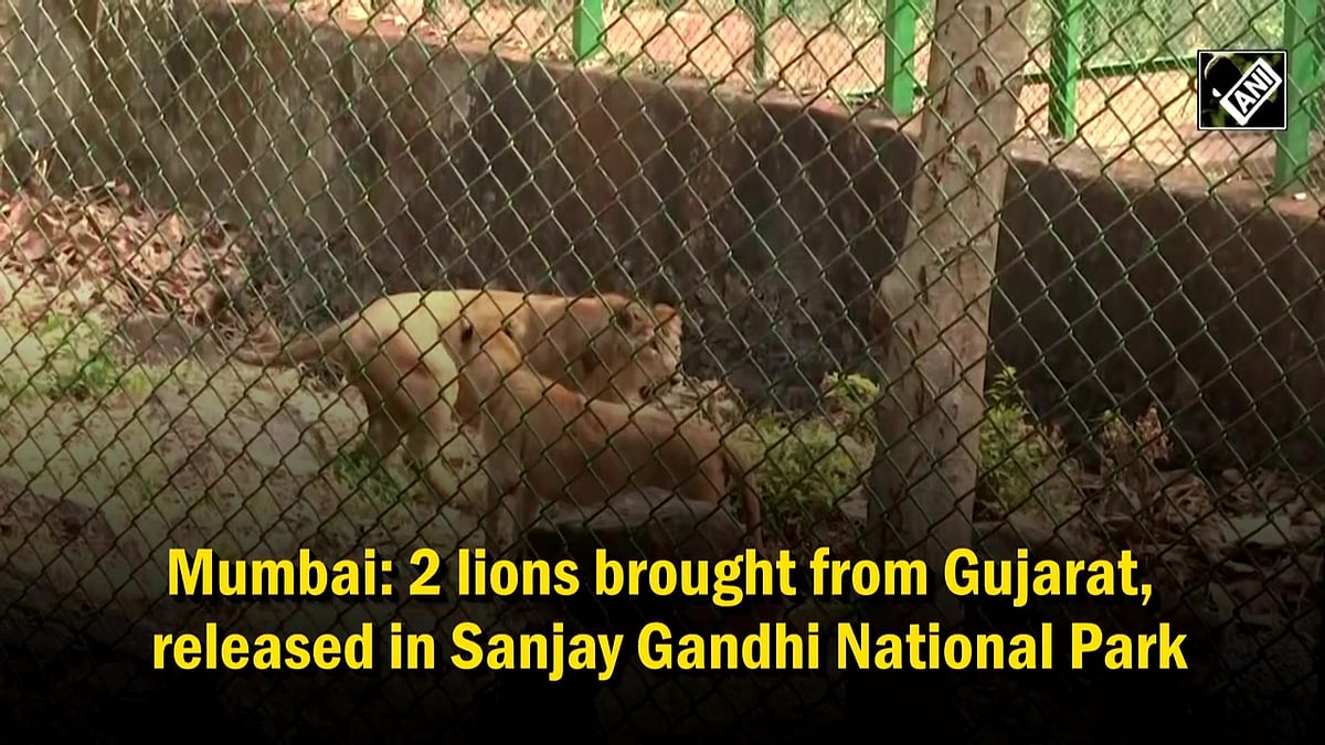 Mumbai: 2 lions brought from Gujarat, released in Sanjay Gandhi ...