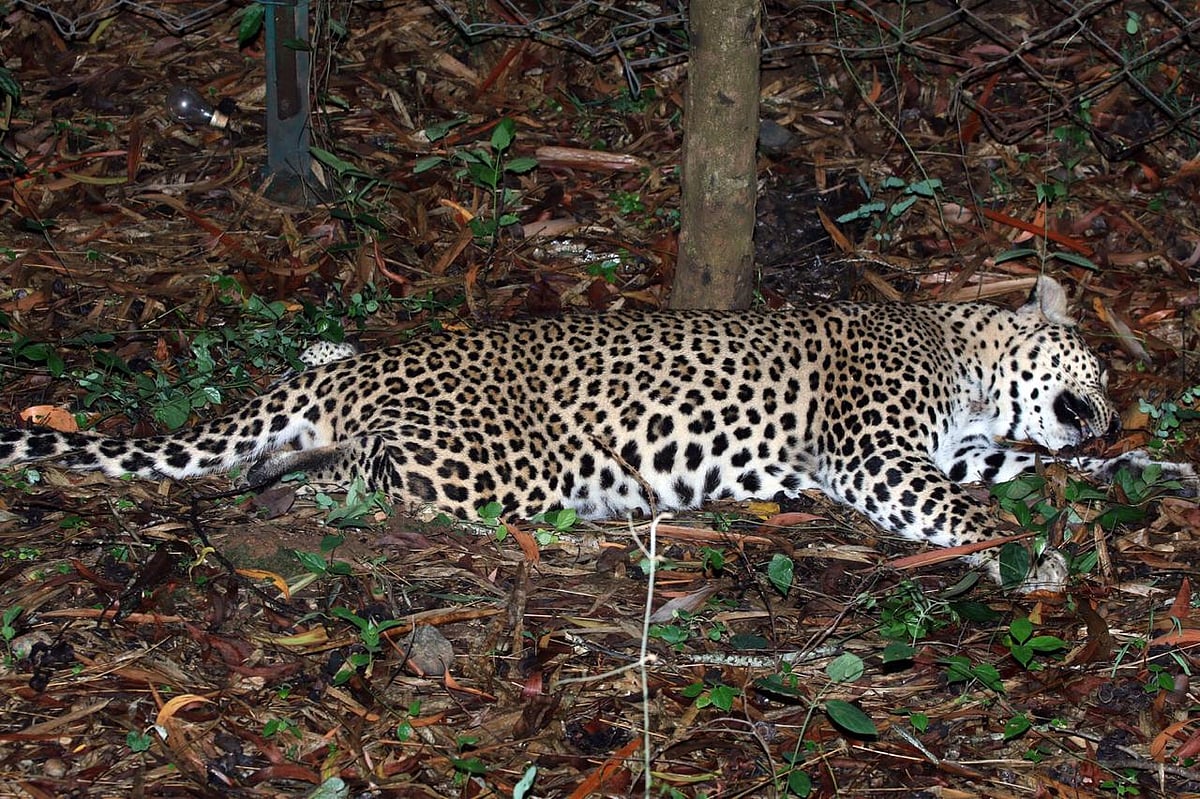 Leopard dies in road mishap