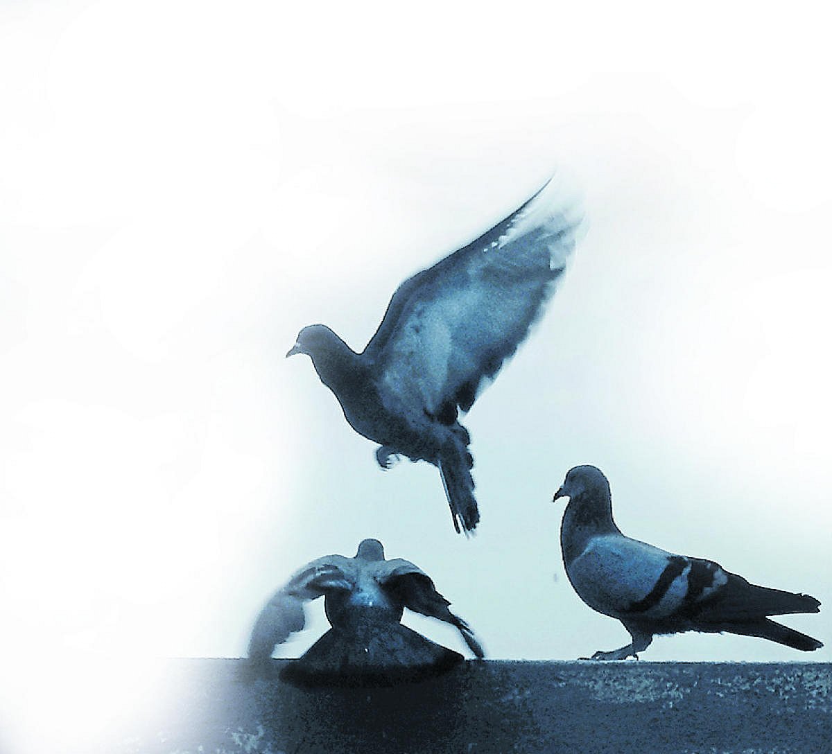 Dancing doves