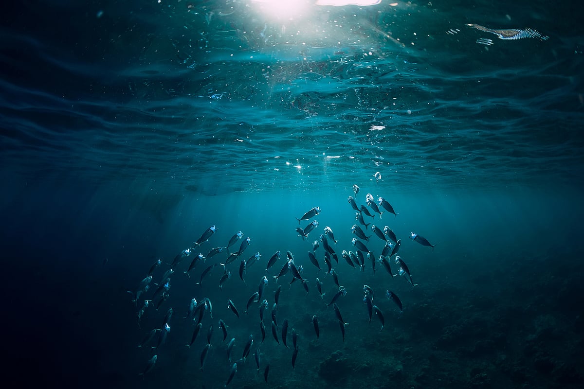 Map of world's uncharted ocean beds takes shape despite crisis