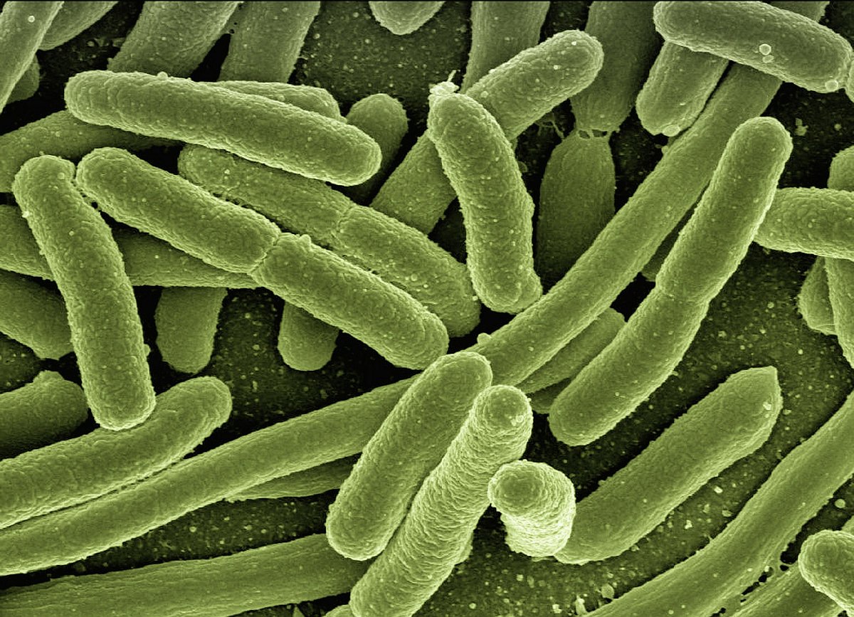 US Caltech scientists accidentally discover bacteria that survives by ...
