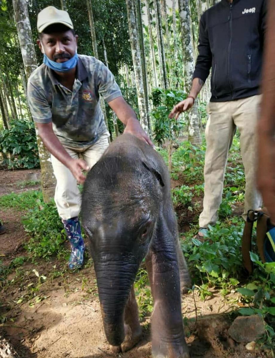 One-day-old elephant calf rescued