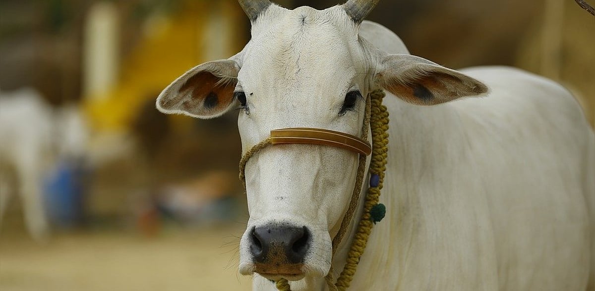 Disabled cow in Maharashtra gets artificial leg