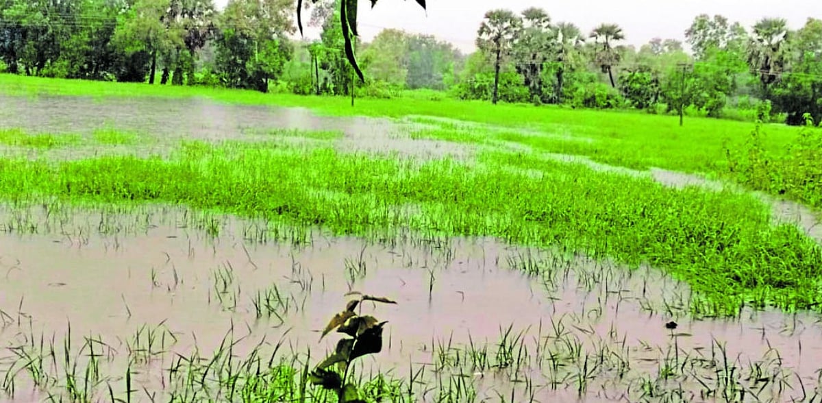 Artificial flood leaves over 250 acres of paddy fields fallow