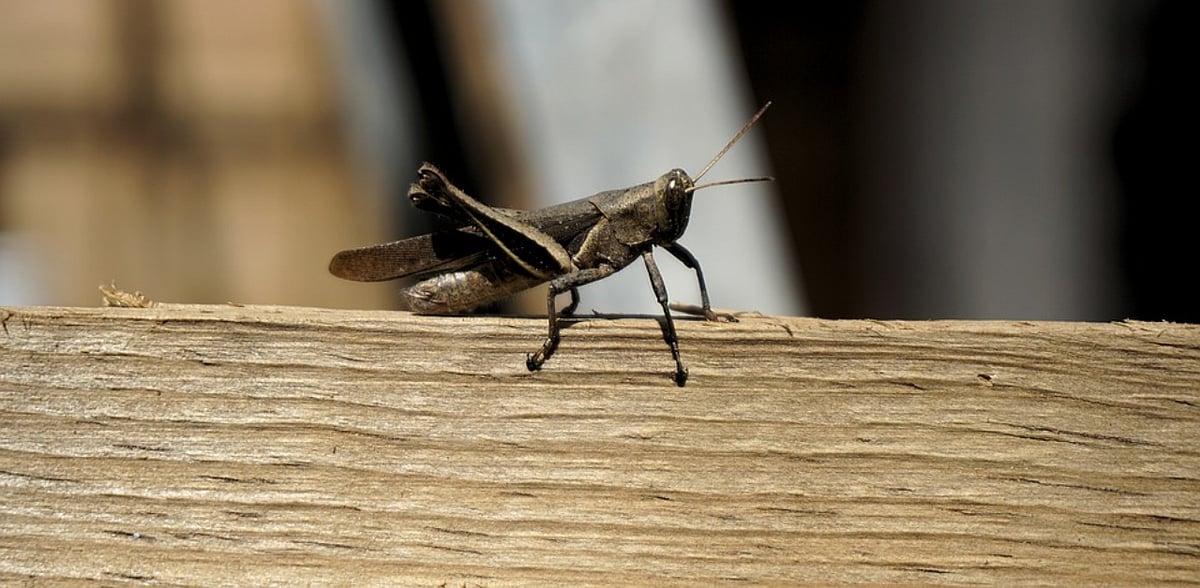 Tree cricket mating behaviour changes in presence of predator, says ...