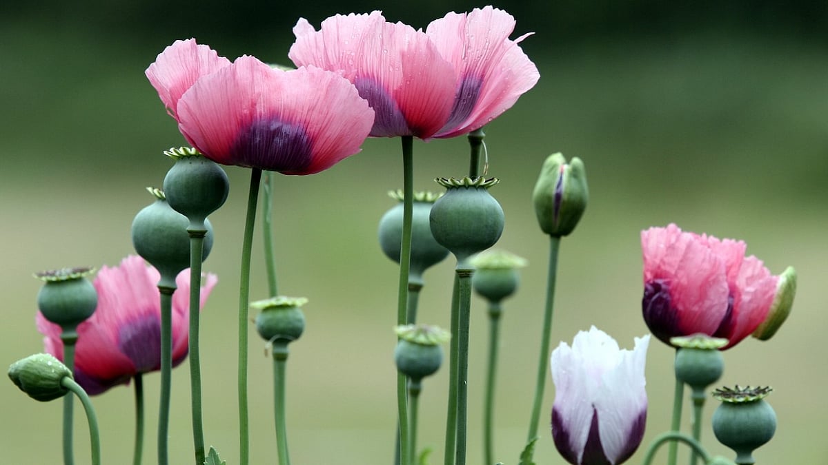 55 acres of illegal poppy cultivation destroyed in Manipur's Ukhrul