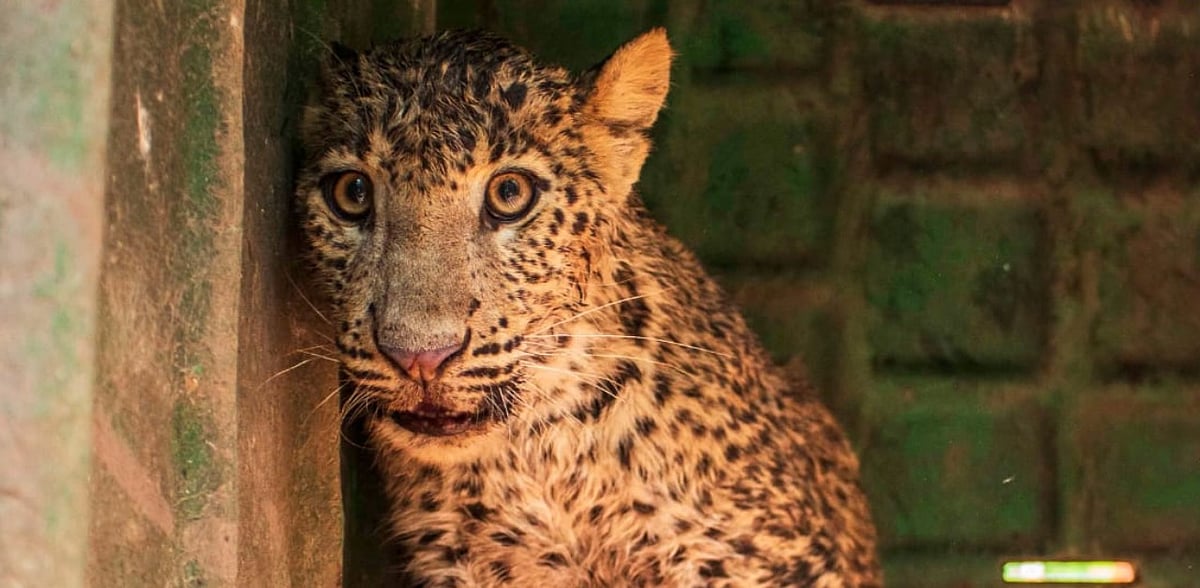 Leopard rescued from 70-feet deep well