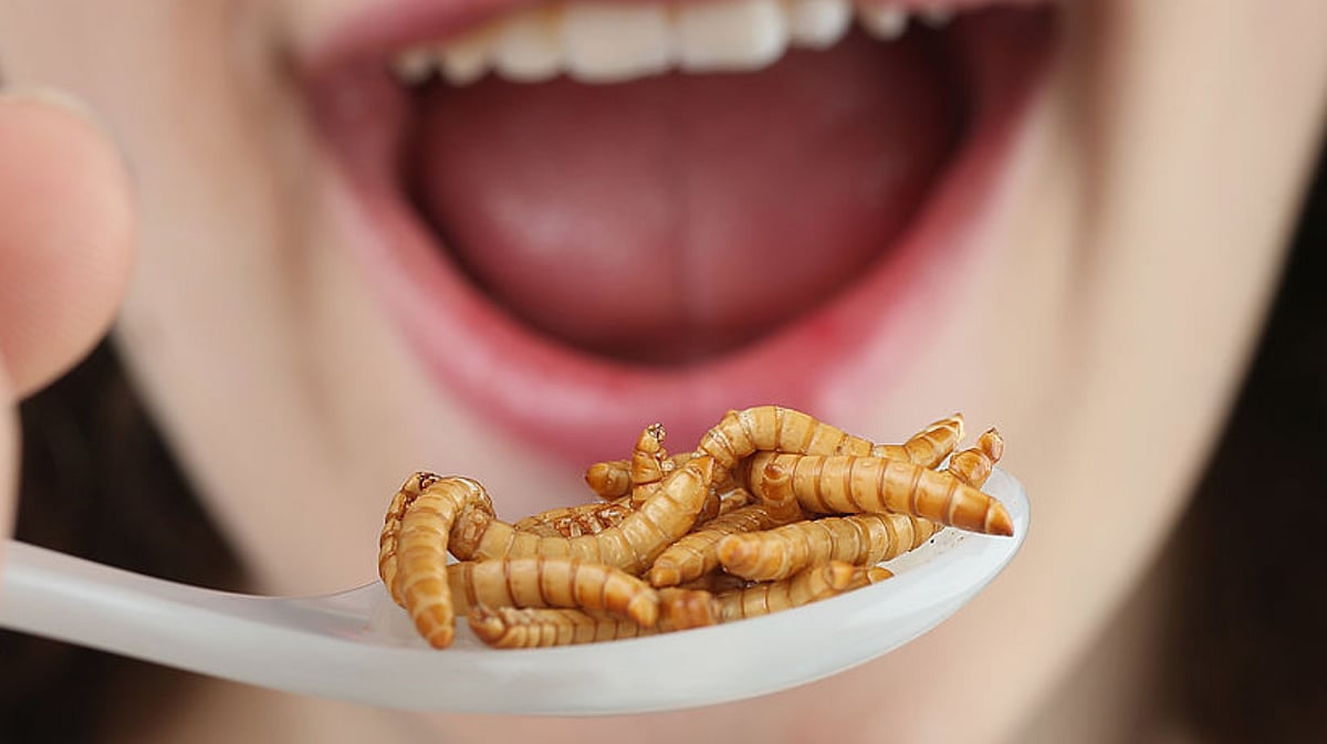 Overcoming the 'yuck factor': Yellow grub becomes EU's first insect food