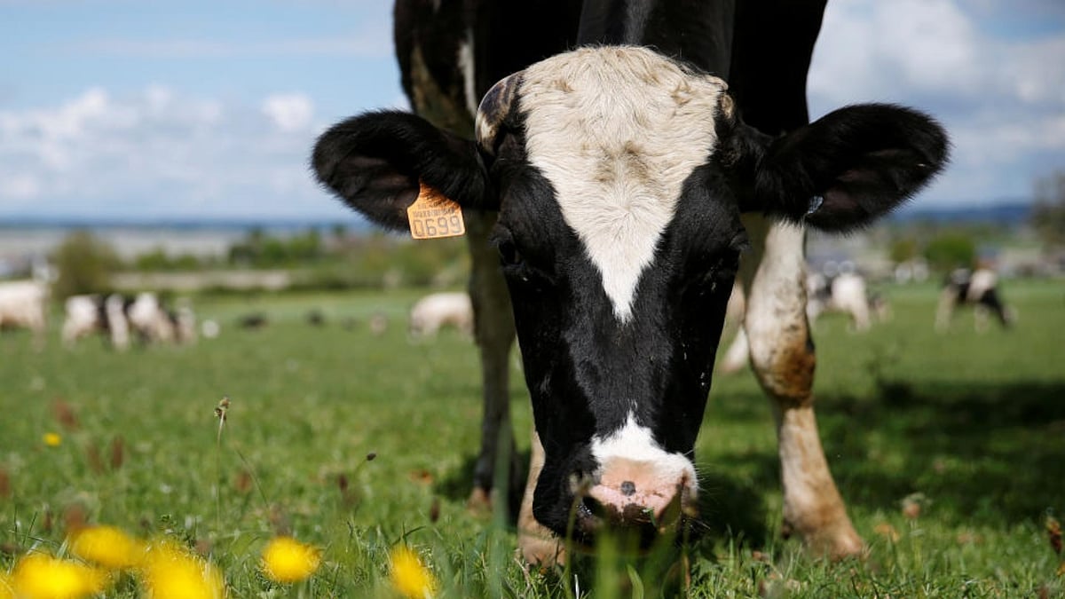 How do cow dung chips protect from radiation? ask scientists ...