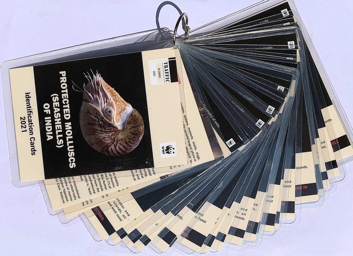 New enforcement tools set up to curb illegal seashell trade in India