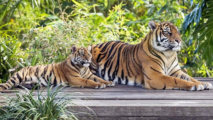 Tiger menace: Youth federation warns of protests