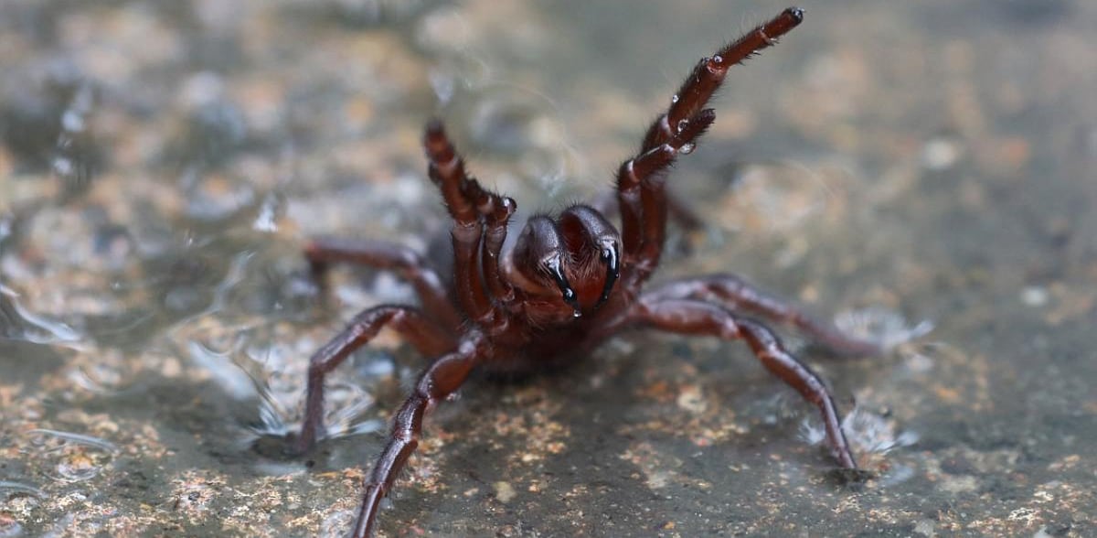 Australians warned of deadly spider 'plague' after floods