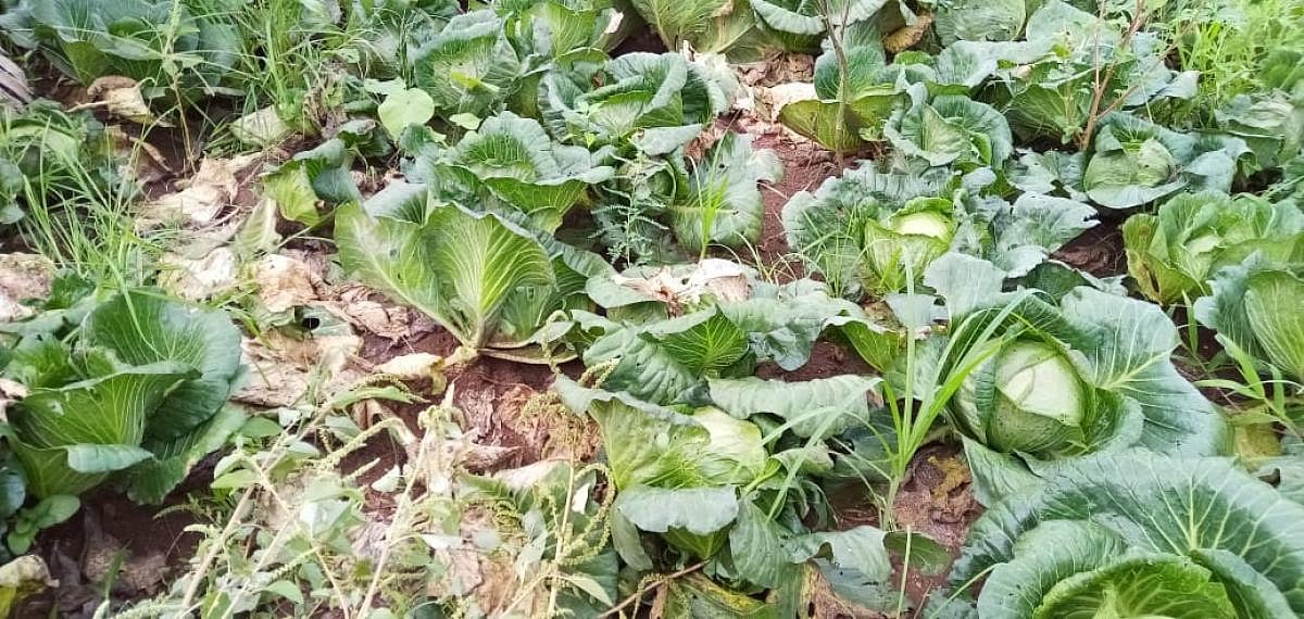 Farmers stare at rotting cabbage in farmland