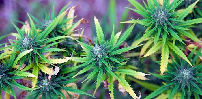 Ganja saplings planted on World Environment Day in Kerala