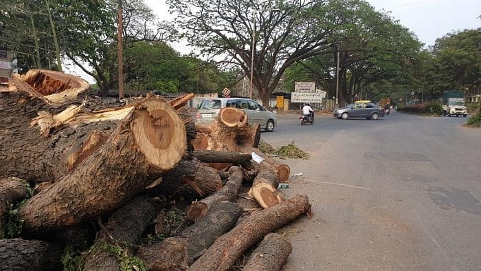 KRDCL claims it didn't fell any tree for own road project