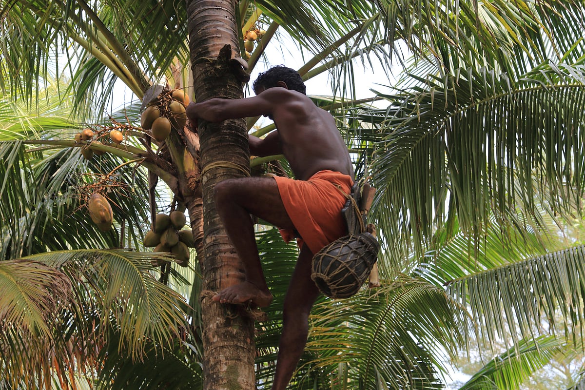 New jobs, organic products in offing as KVIC taps Indian palm industry