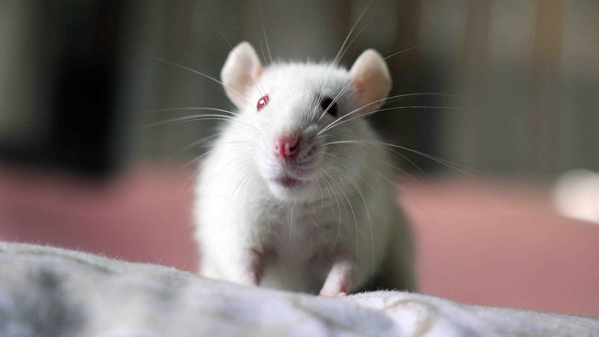 Researchers trained mice to control dopamine in their brains ...
