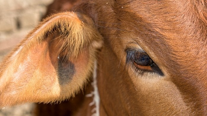 Company apologises after inhumane disposal of dead cow